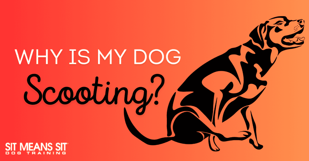 Why is My Dog Scooting? - Sit Means Sit Dog Training